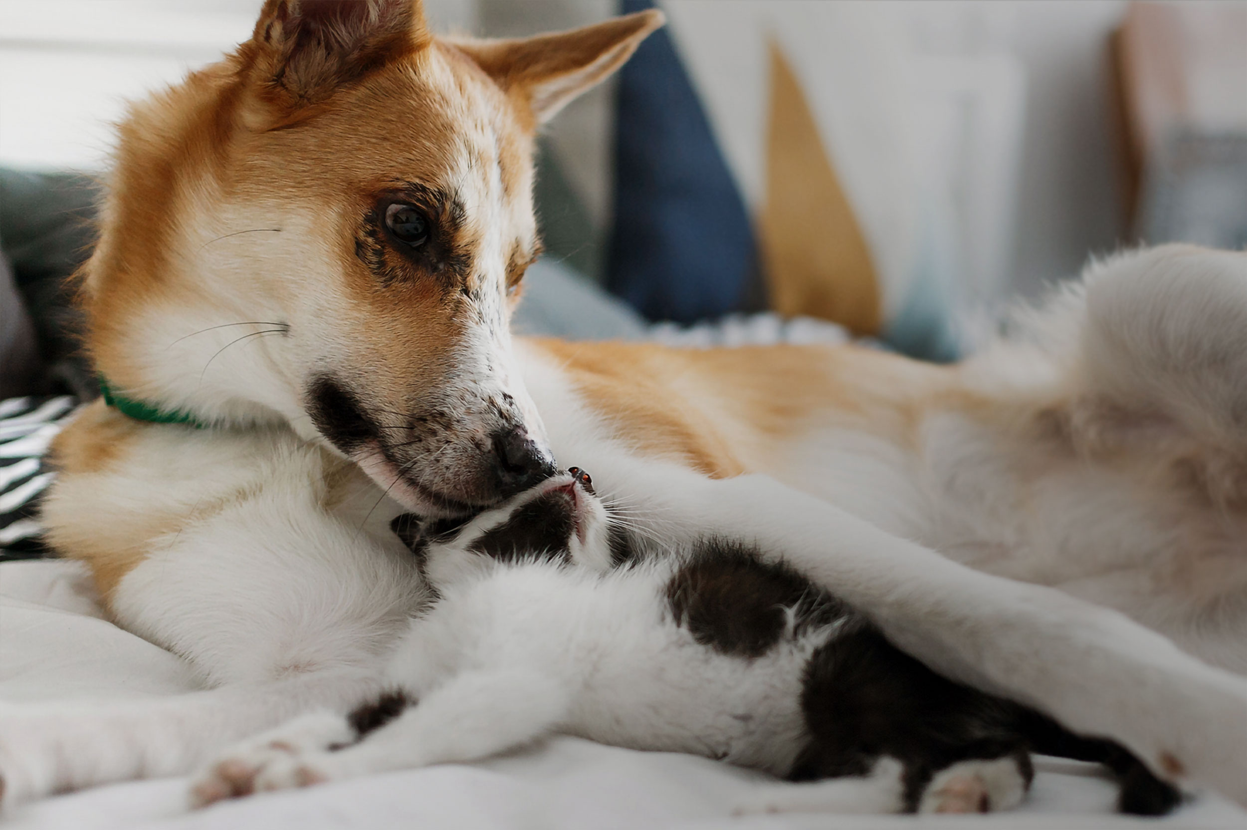 Bolnica za živali Postojna – Animal hospital Postojna