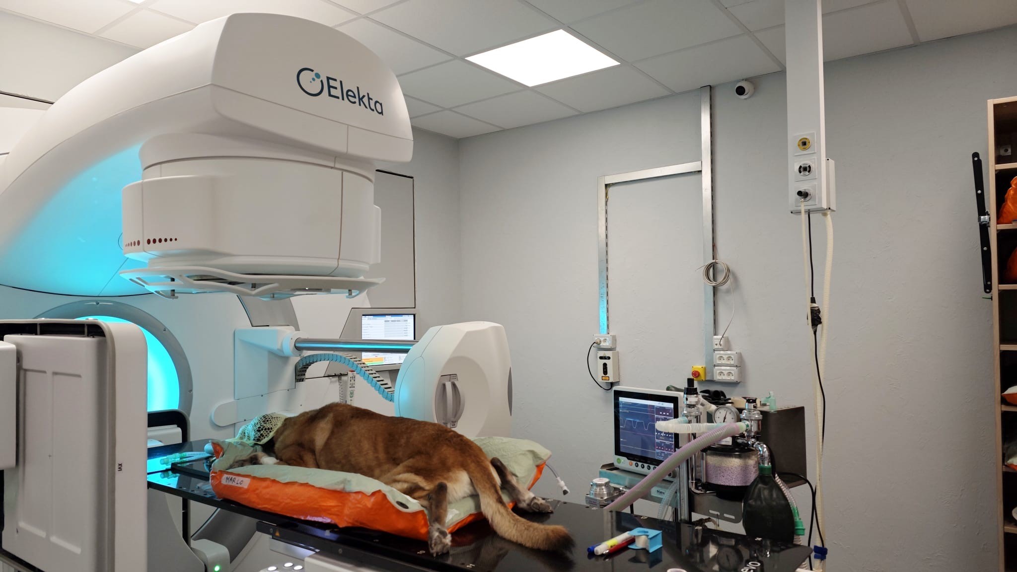 Stereotactic radiotherapy for dogs and cats at Animal Hospital Postojna ...